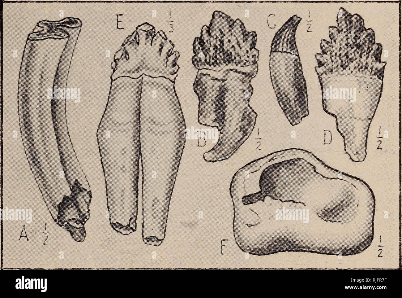 . Australasian fossils, a students' manual of palaeontology ...