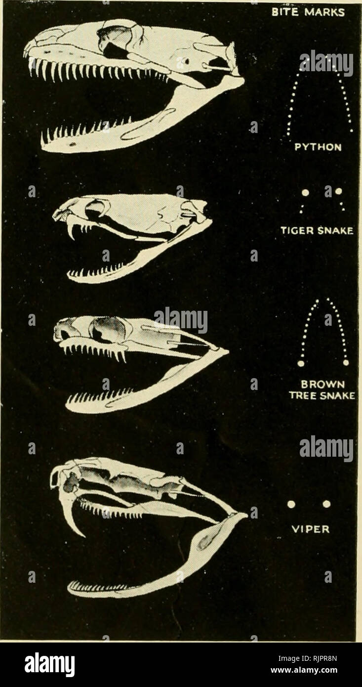 . The Australian Museum magazine. Natural history. THE AUSTRALIAN ...