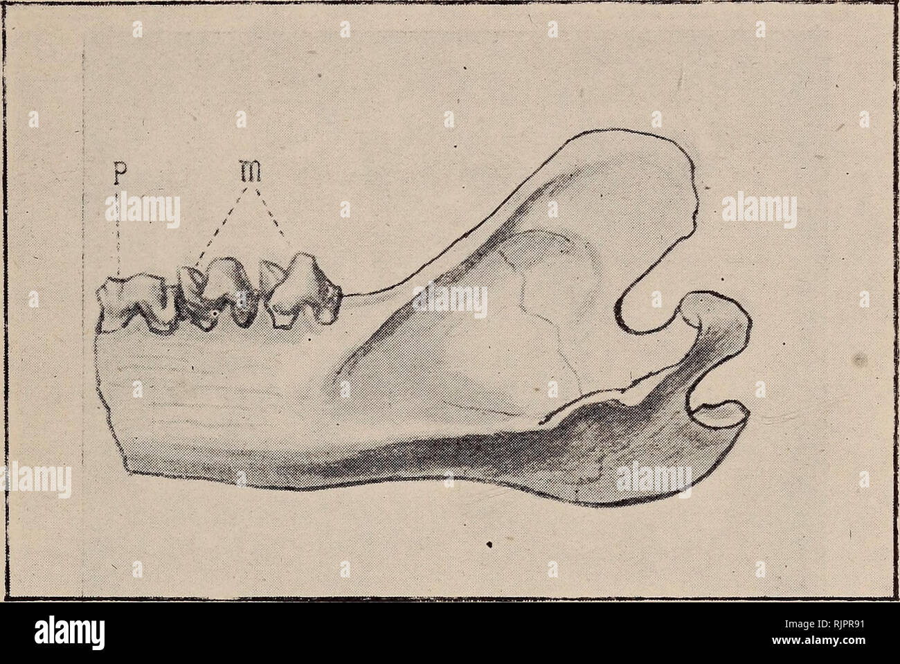 . Australasian fossils, a students' manual of palaeontology ...