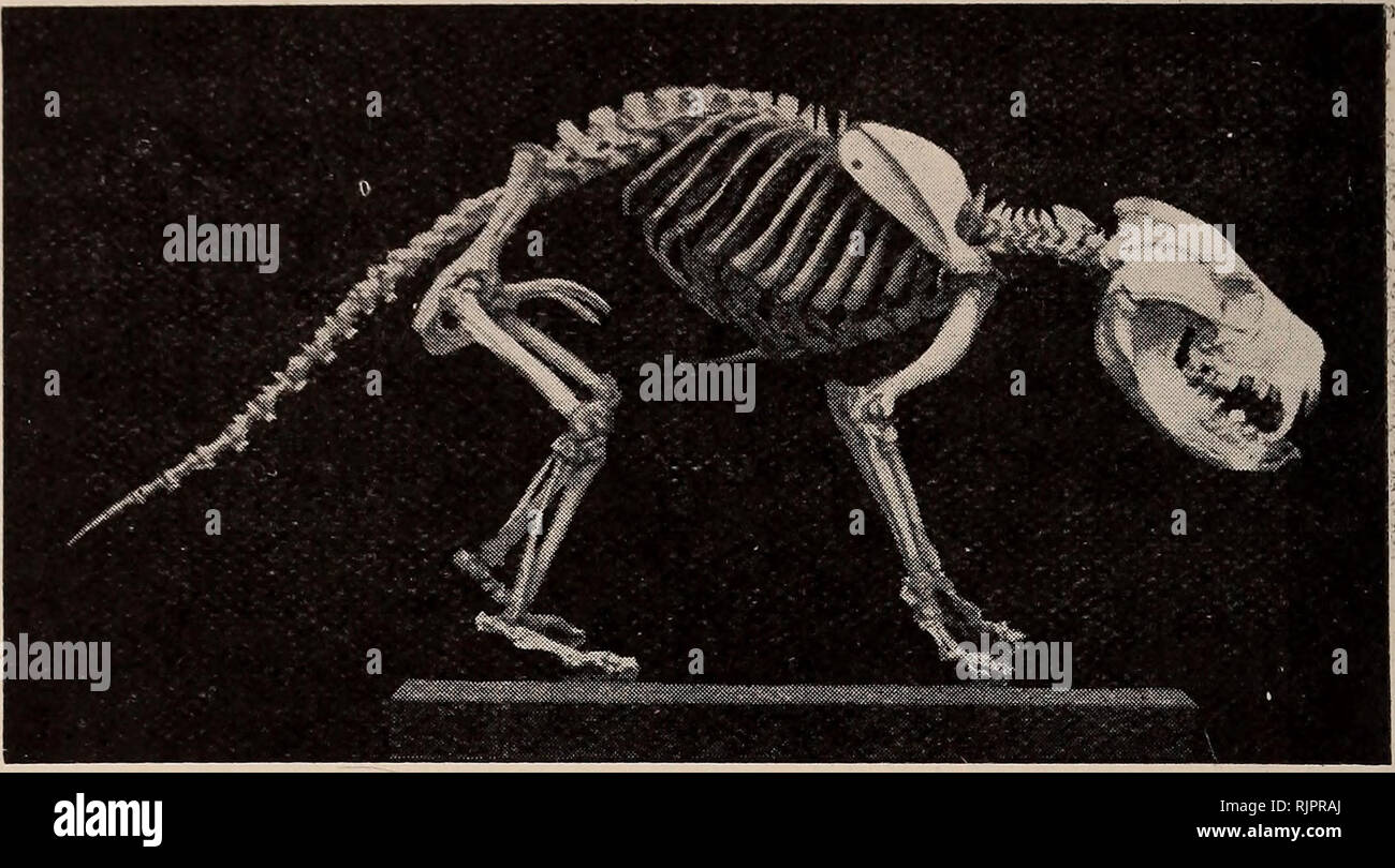 . Australasian fossils, a students' manual of palaeontology ...