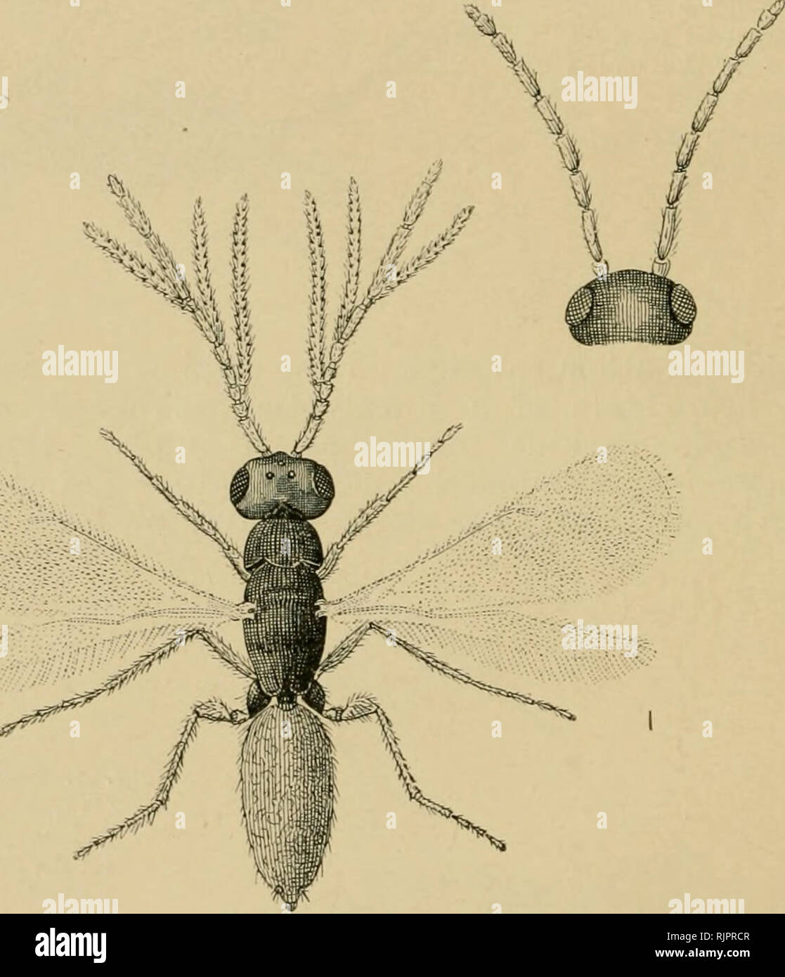 Acacialongifolia hi-res stock photography and images - Alamy