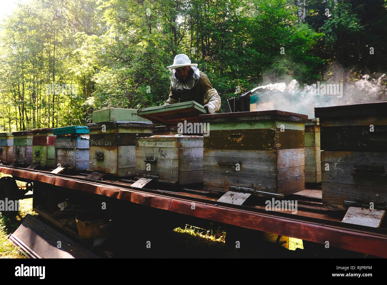 Beekeeper working in beehive farm, Ural, Bashkortostan, Russia Stock ...