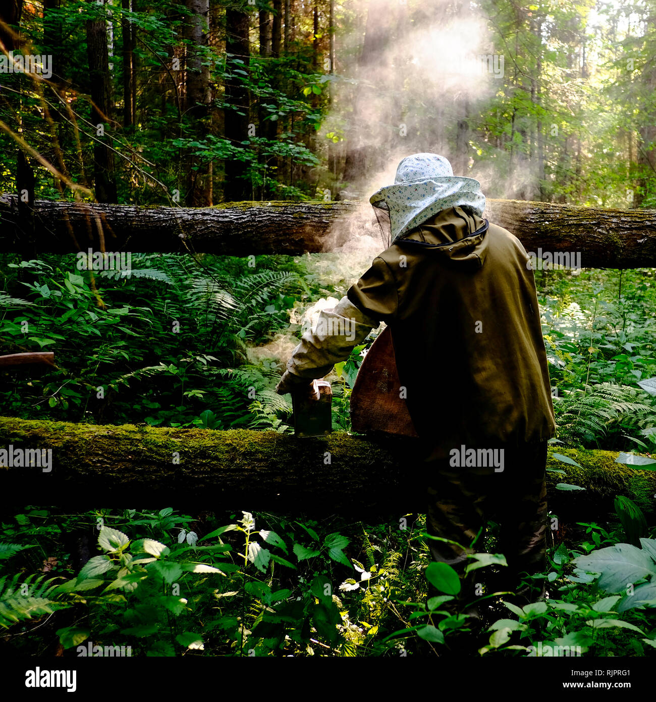 Beekeeper with bee smoker in forest, Ural, Bashkortostan, Russia Stock ...