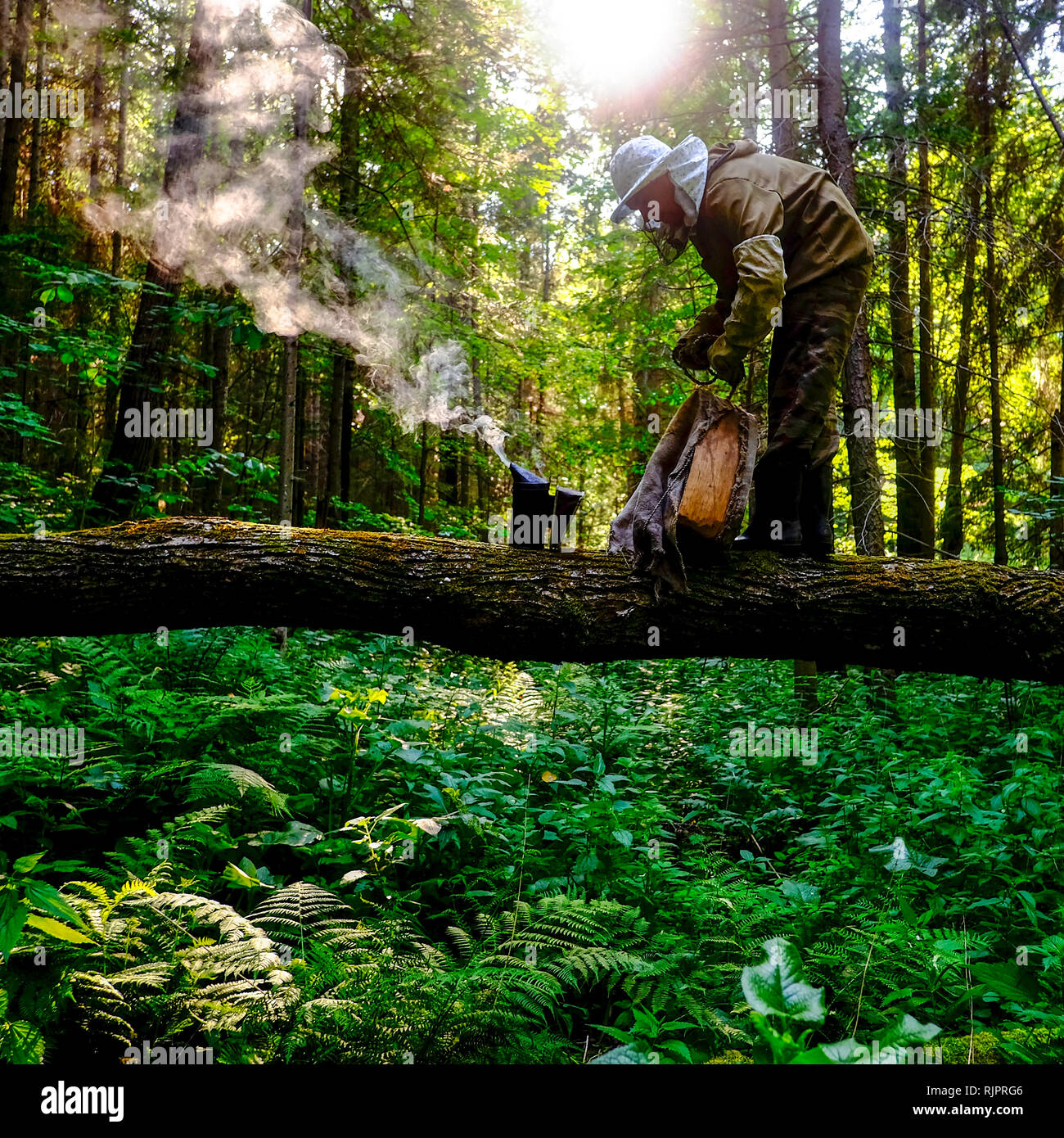 Beekeeper with bee smoker in forest, Ural, Bashkortostan, Russia Stock ...
