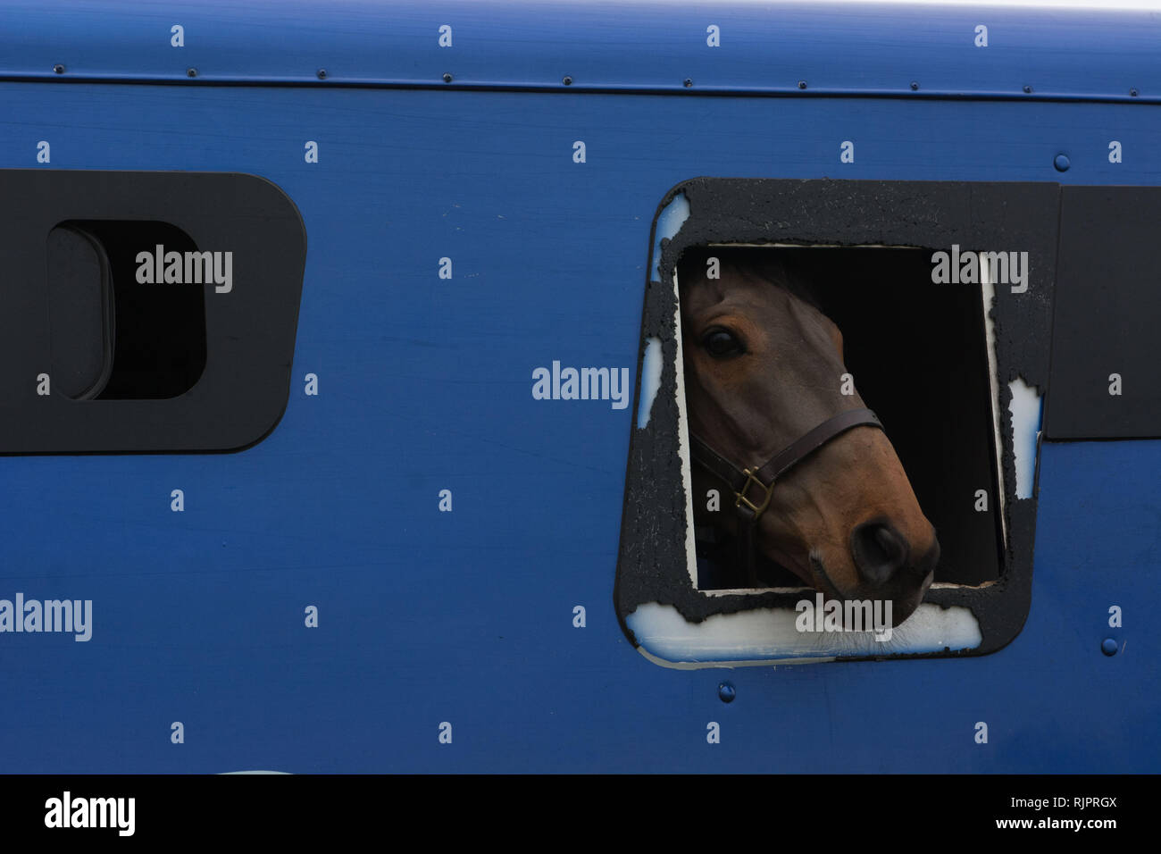Cottenham , UK 2018-12-30. Horse looking out of side window of horse ...
