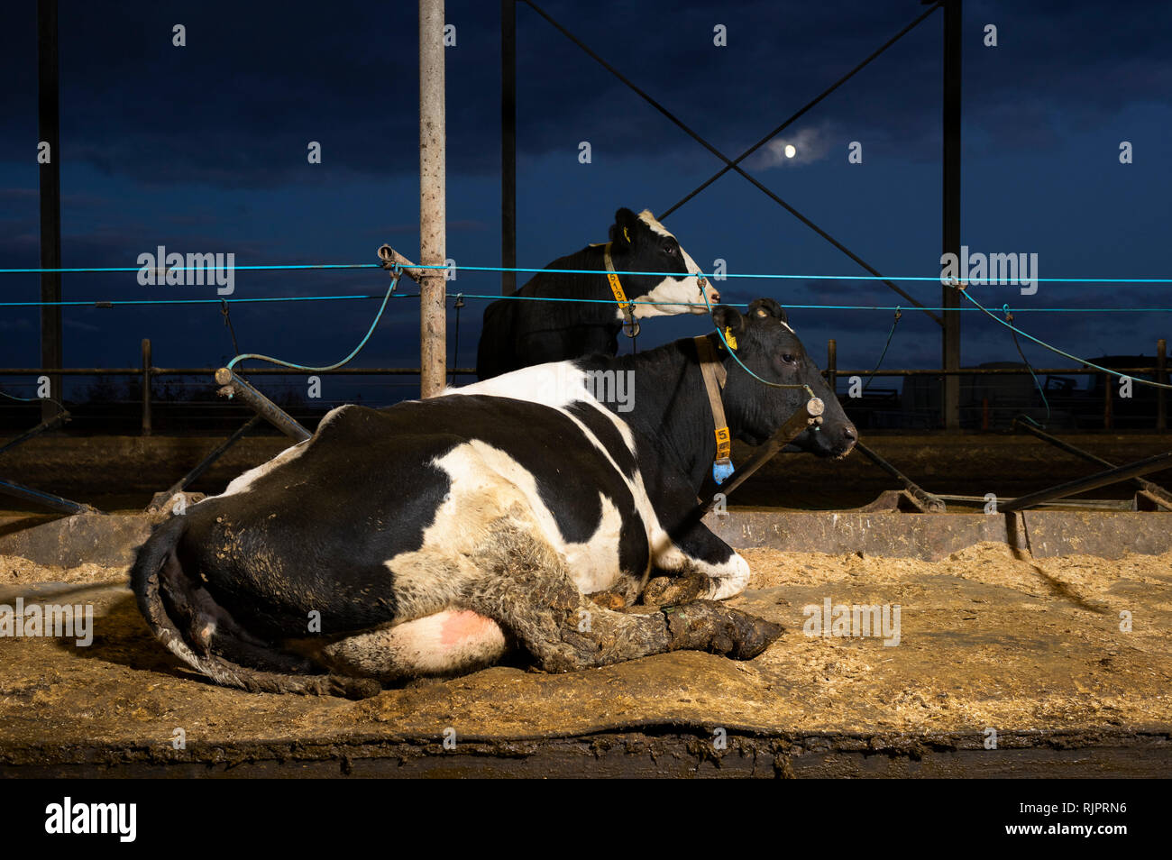 Farm animals in water hi-res stock photography and images - Alamy