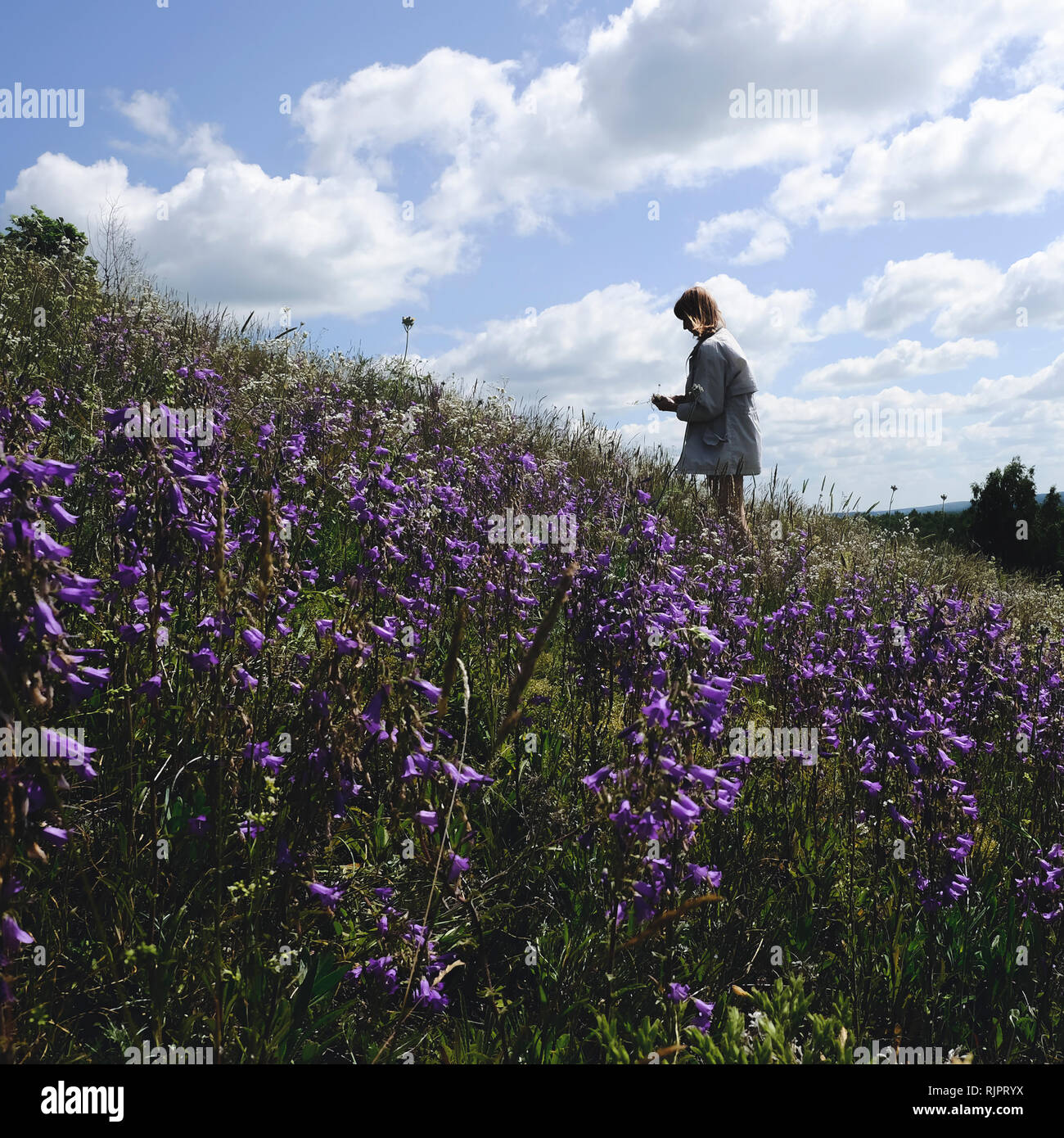 Purple wildflowers hi-res stock photography and images - Alamy