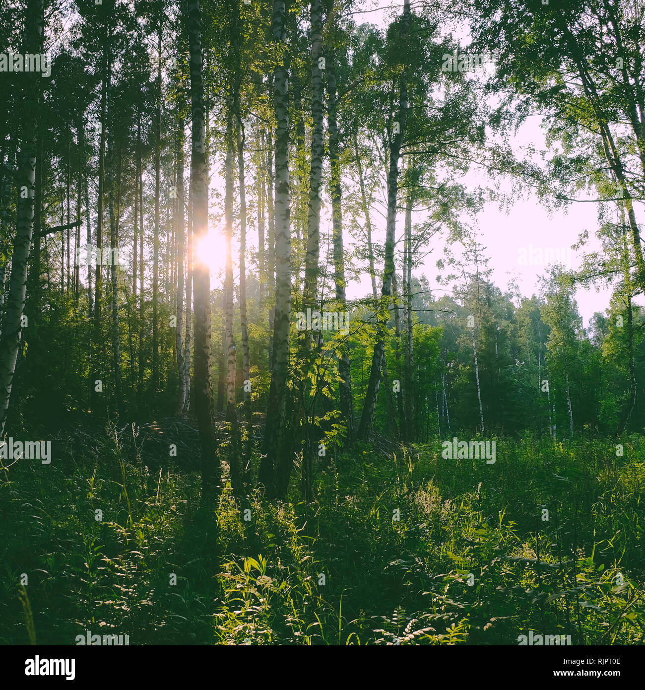 Sunlit forest hi-res stock photography and images - Alamy