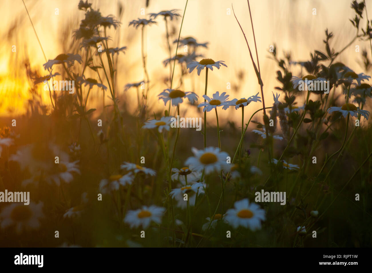 Field of daisies at sunset hi-res stock photography and images - Alamy