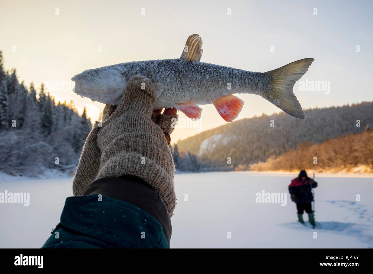 Landscape fishing on snow covered frozen lake, hand holding up caught ...
