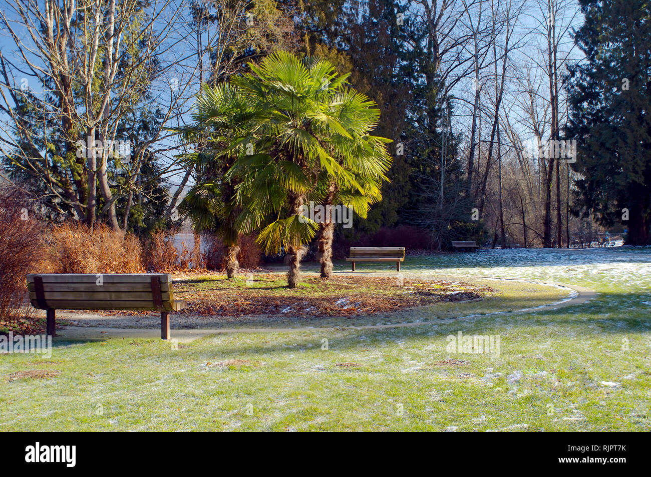 A planting of palm trees with park benches on either side situated in ...