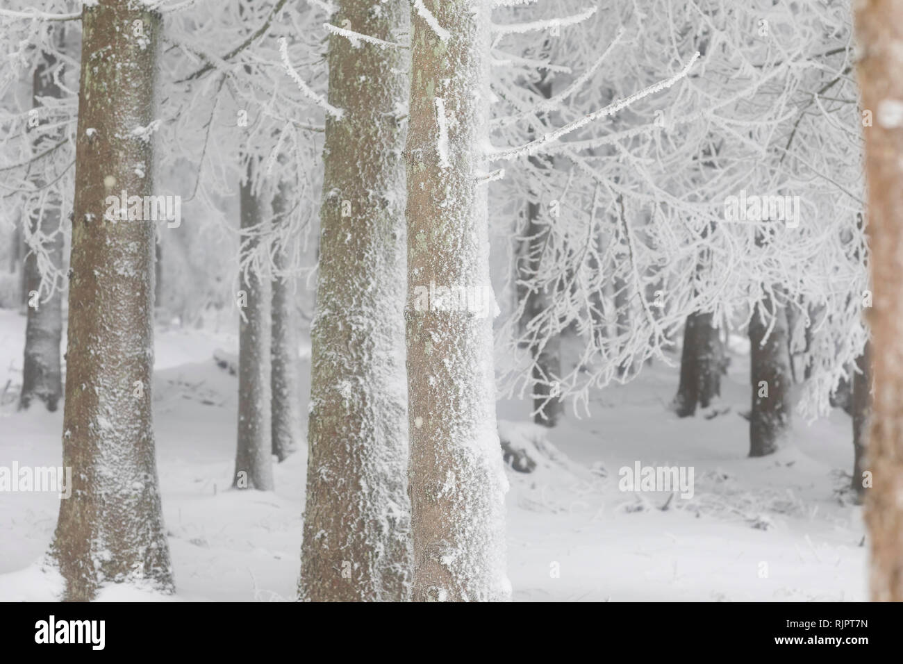 Snow covered forest, detail Stock Photo - Alamy