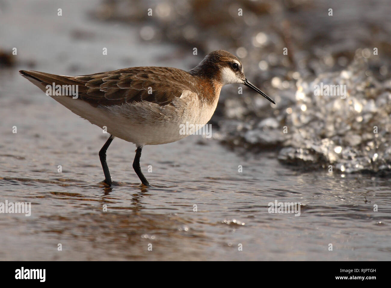 A Red-necked Pharalope waiting for waves during migration Stock Photo ...