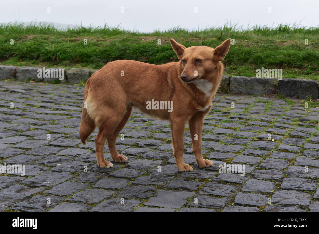 German Shepherd Fox Mix