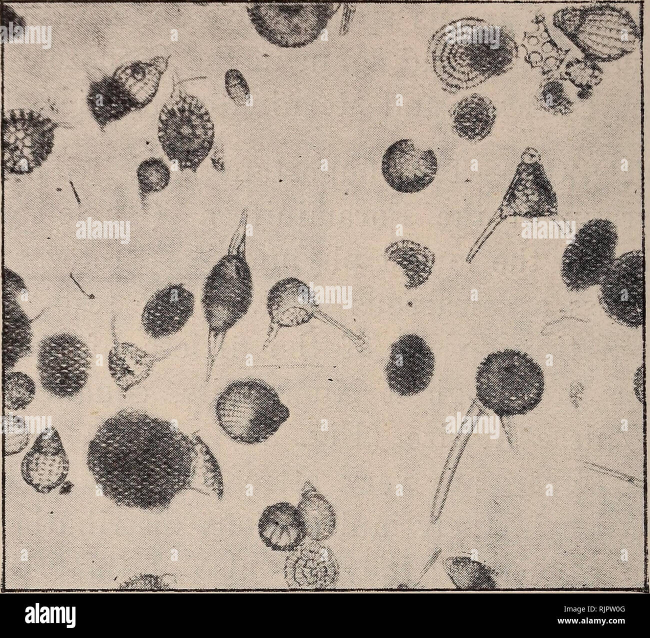 . Australasian fossils, a students' manual of palaeontology ...