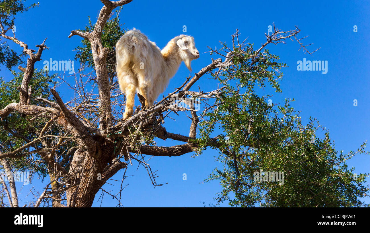 Goat on Argan tree (Argania spinosa), Marrakech, Morocco Stock Photo ...