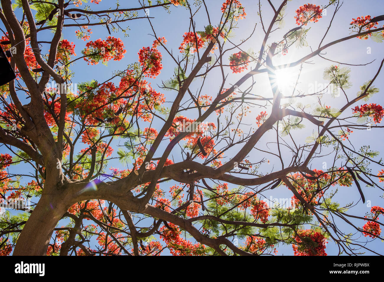 Plant red hawaii hi-res stock photography and images - Alamy