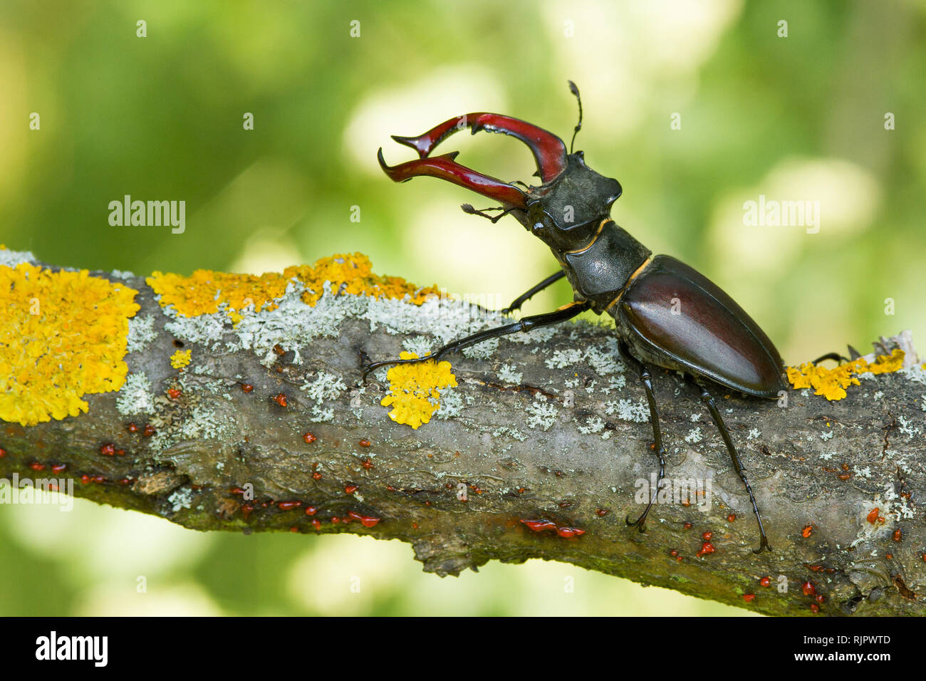 Wildlife macro photo of The stag beetle Stock Photo - Alamy