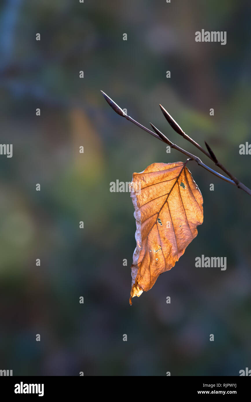 Beech leaf in hi-res stock photography and images - Alamy