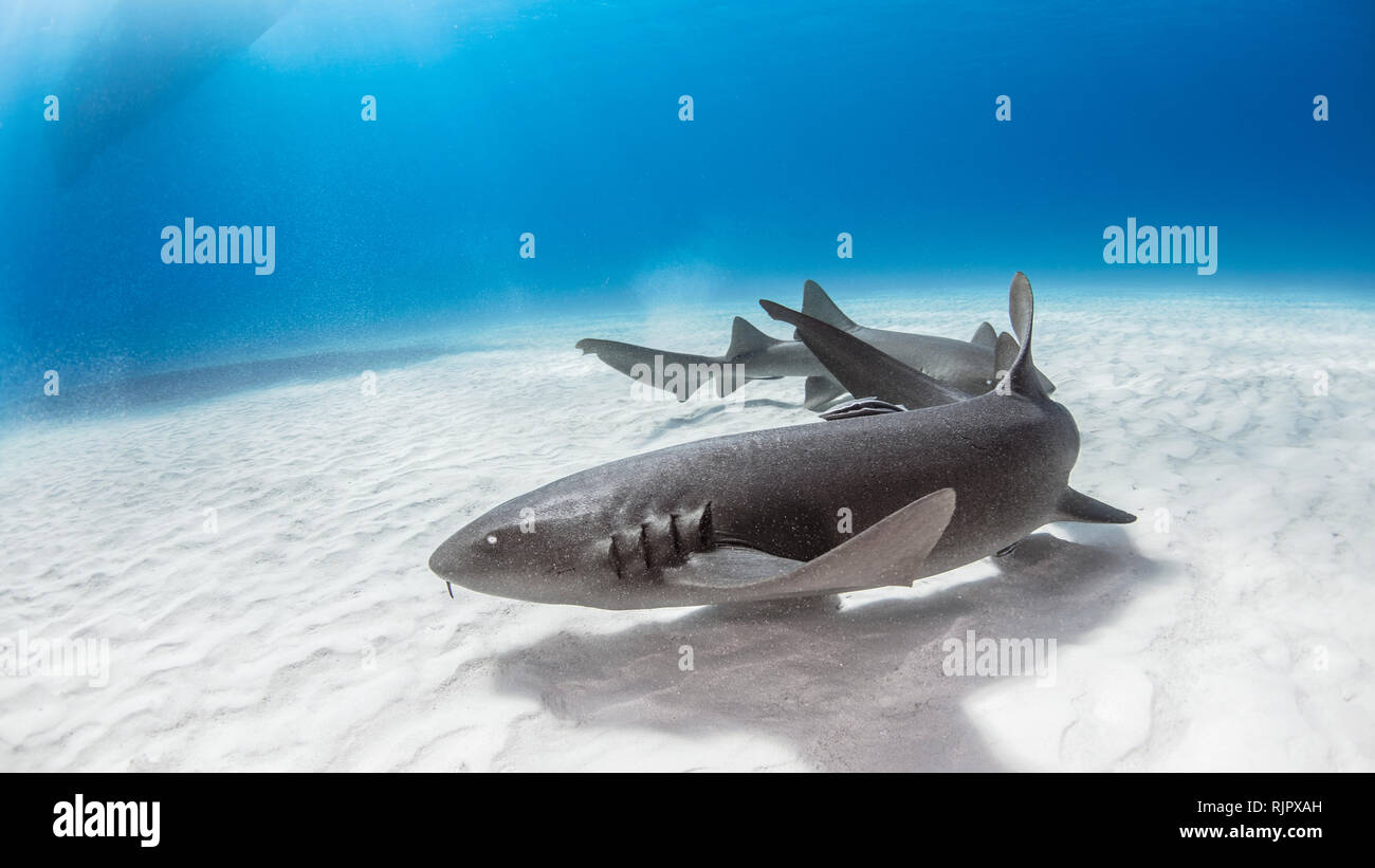 Nurse shark, Alice Town, Bimini, Bahamas Stock Photo - Alamy