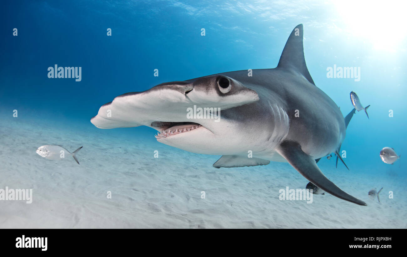 Great hammerhead shark, Alice Town, Bimini, Bahamas Stock Photo - Alamy