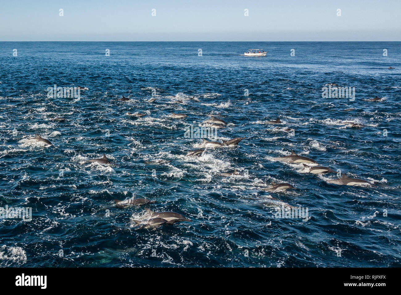 Super pod of common dolphins off Baja California Stock Photo - Alamy