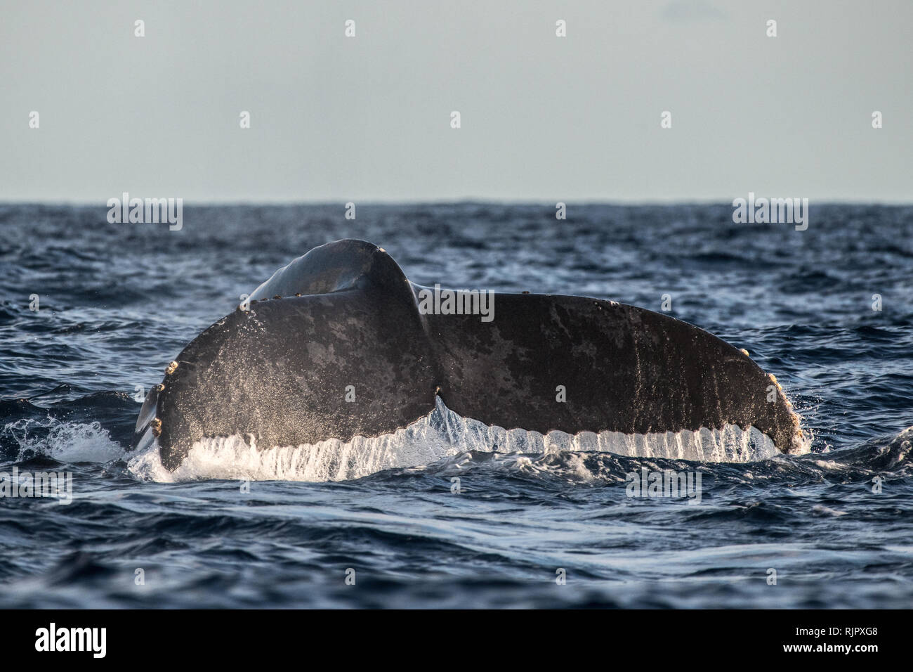 Flukes hi-res stock photography and images - Alamy