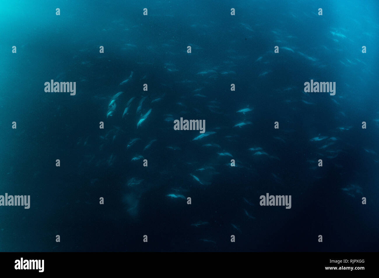 Super pod of common dolphins off Baja California Stock Photo - Alamy