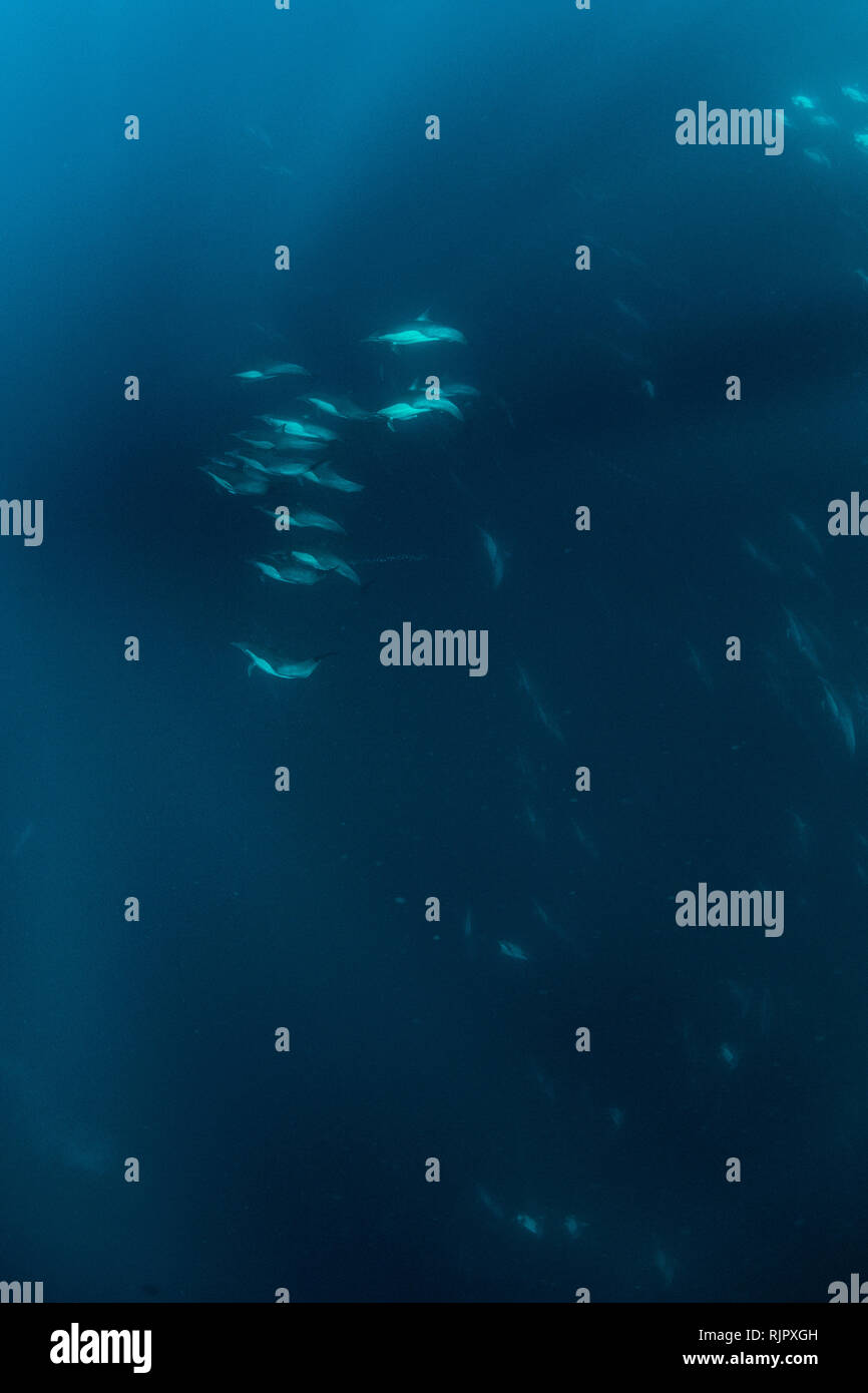 Super pod dolphins hi-res stock photography and images - Alamy