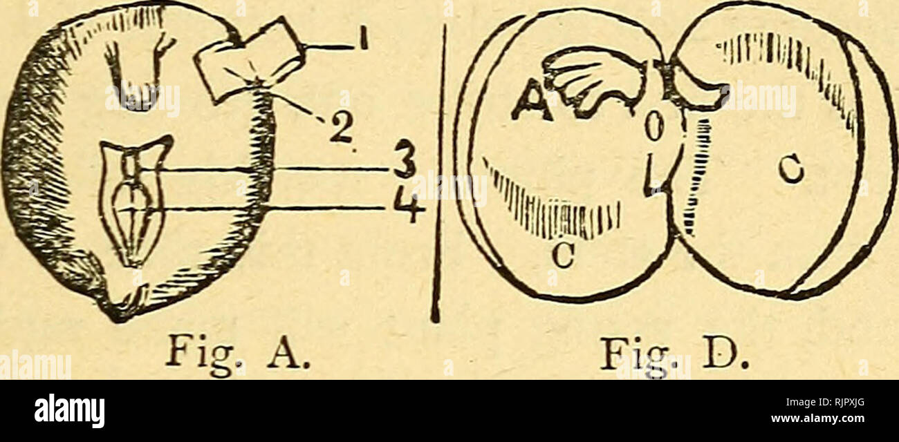 Pea Seed Diagram