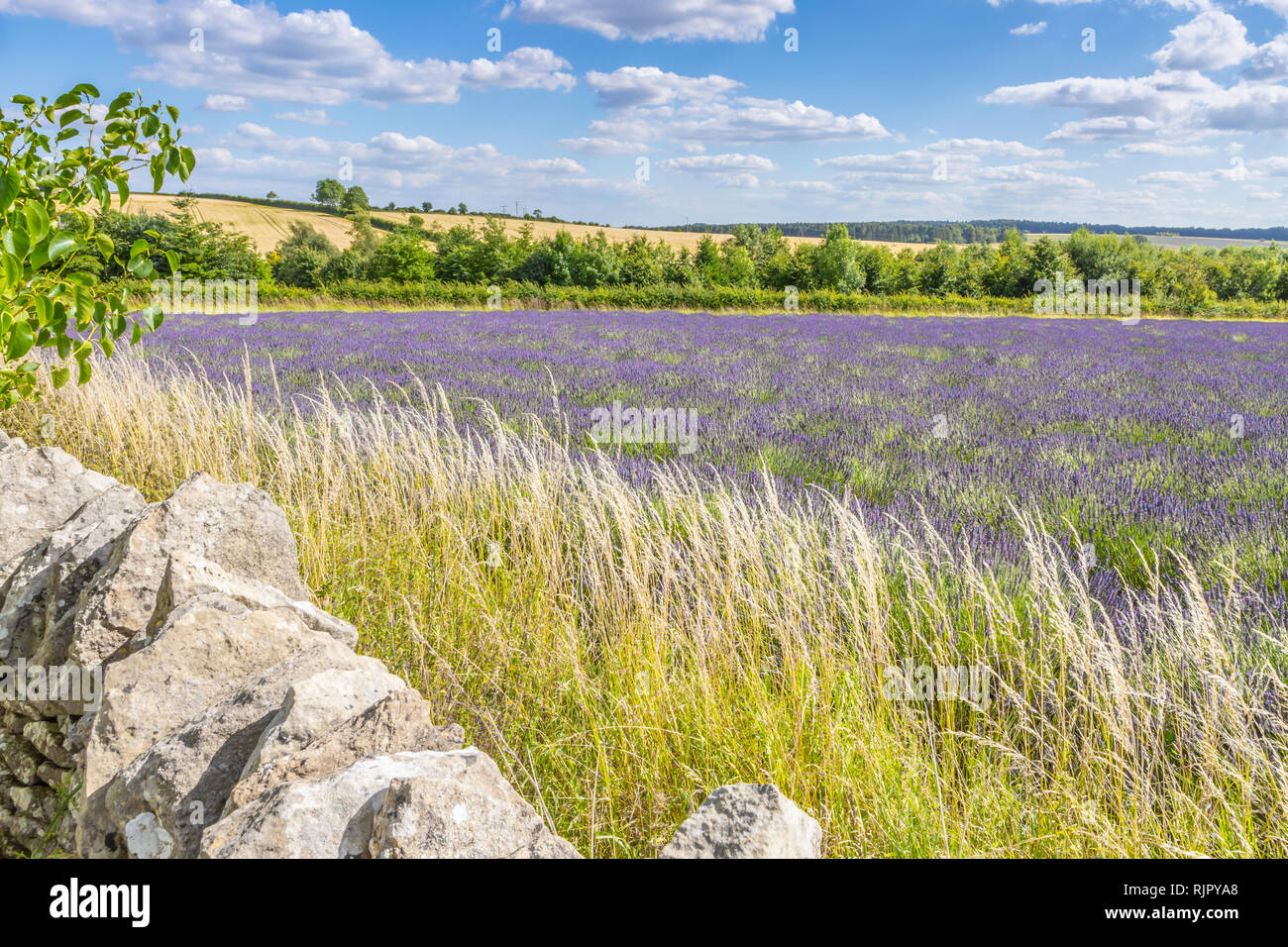 Lavender field behind traditional stone wall, Snowshill, Cotswolds ...