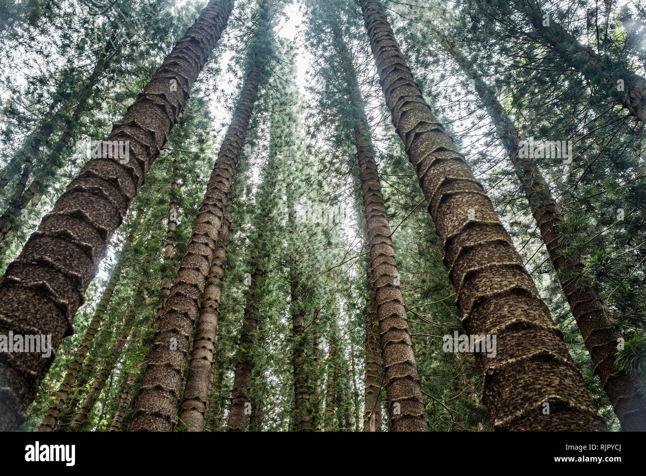 Tall trees trail hi-res stock photography and images - Alamy