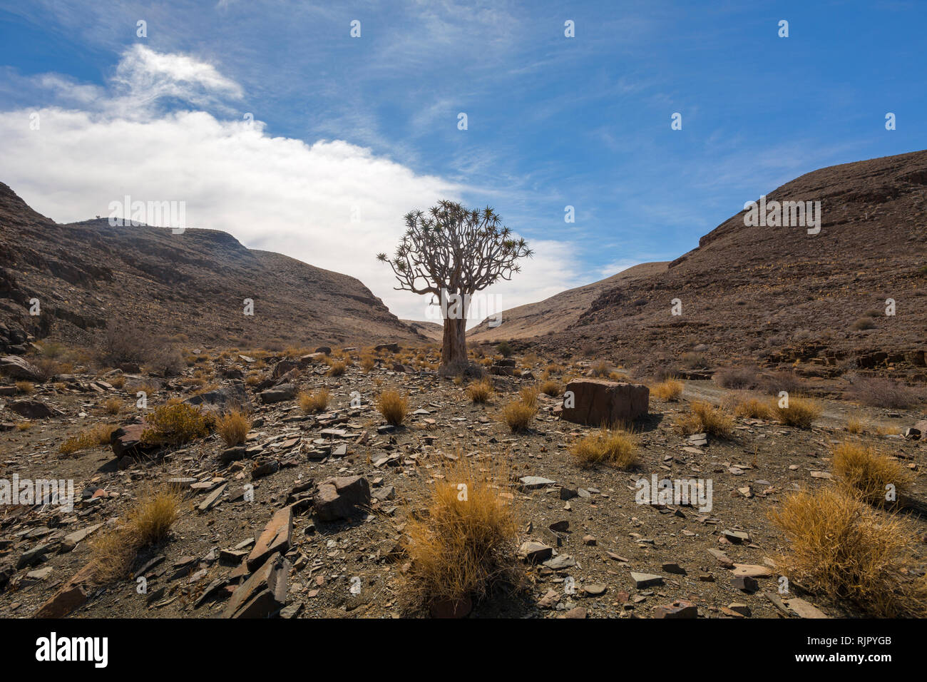 Quiver Tree Bird High Resolution Stock Photography and Images - Alamy