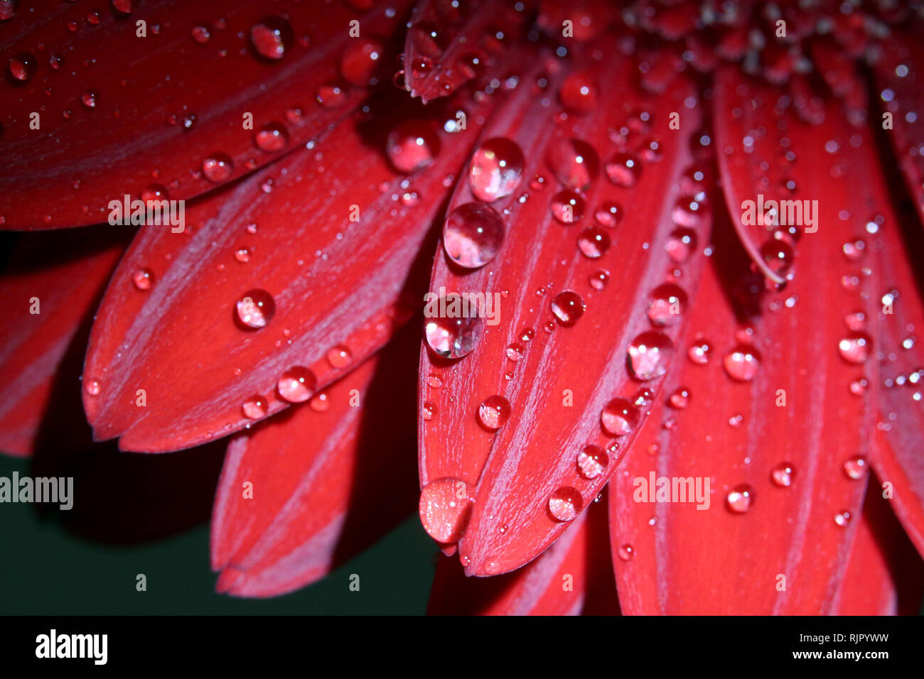 Flower Water Droplet Photography