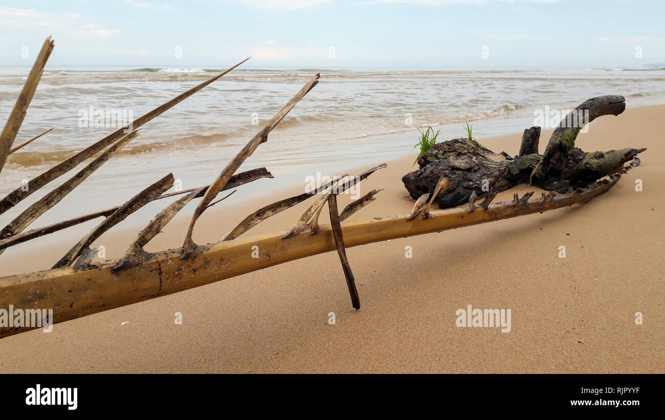 Palm tree branches on the shore of a beach after a storm Stock Photo ...
