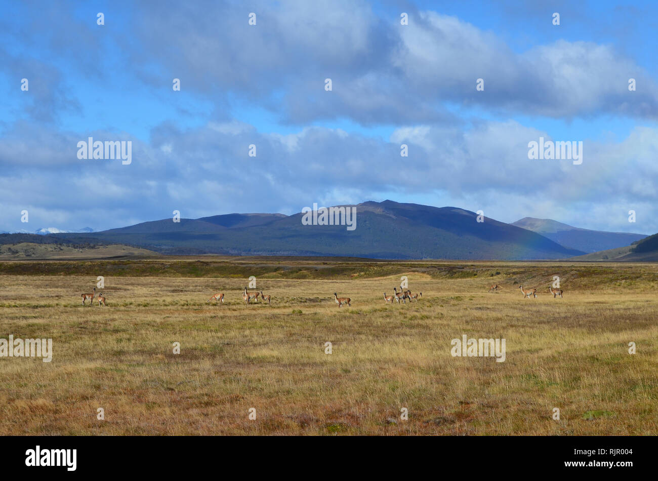 Guanaco herd in the pampas of Karukinka natural reserve, Tierra del ...