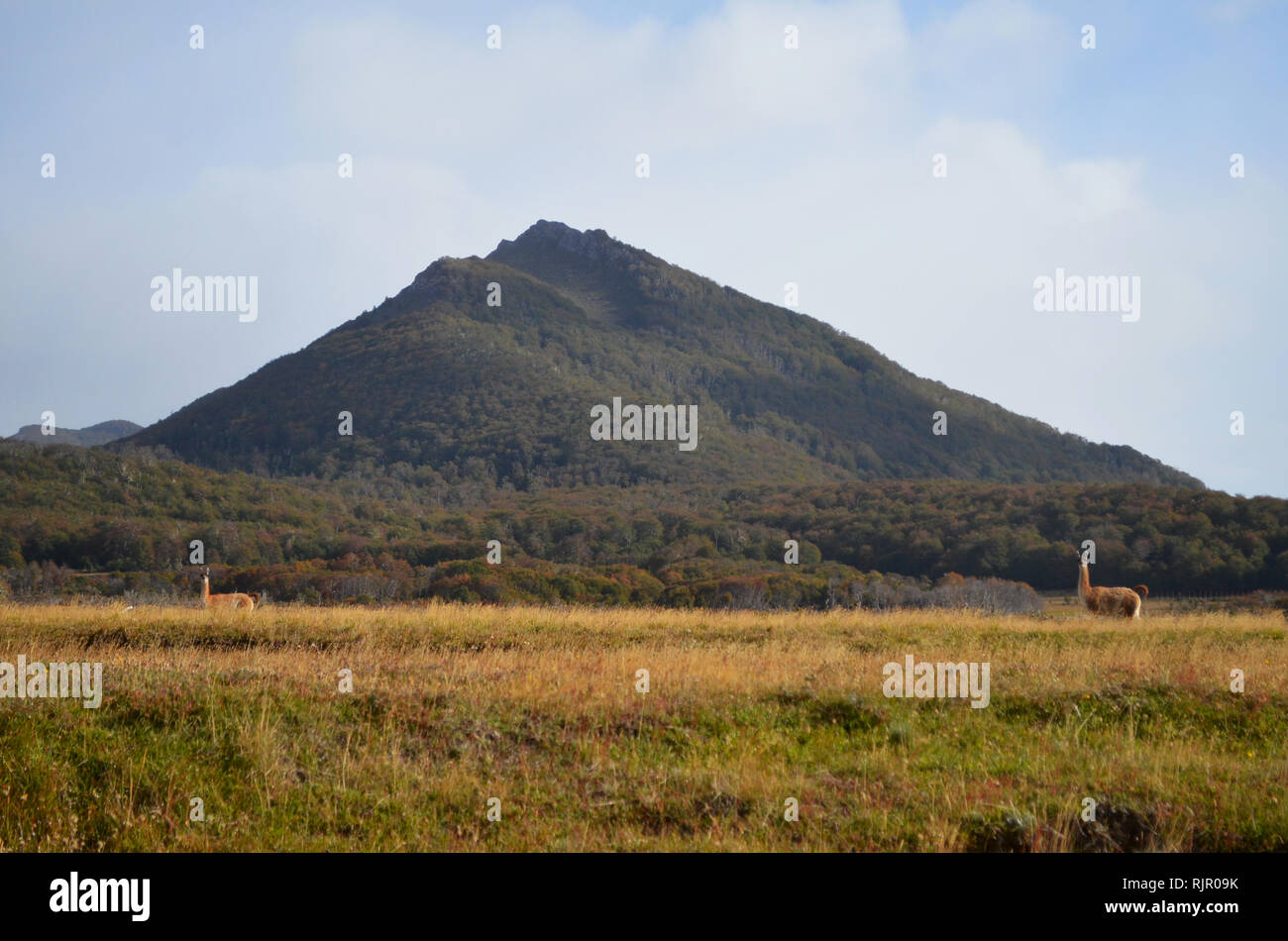 Guanaco in the midst of the Pampas of Karukinka natural reserve, Tierra ...