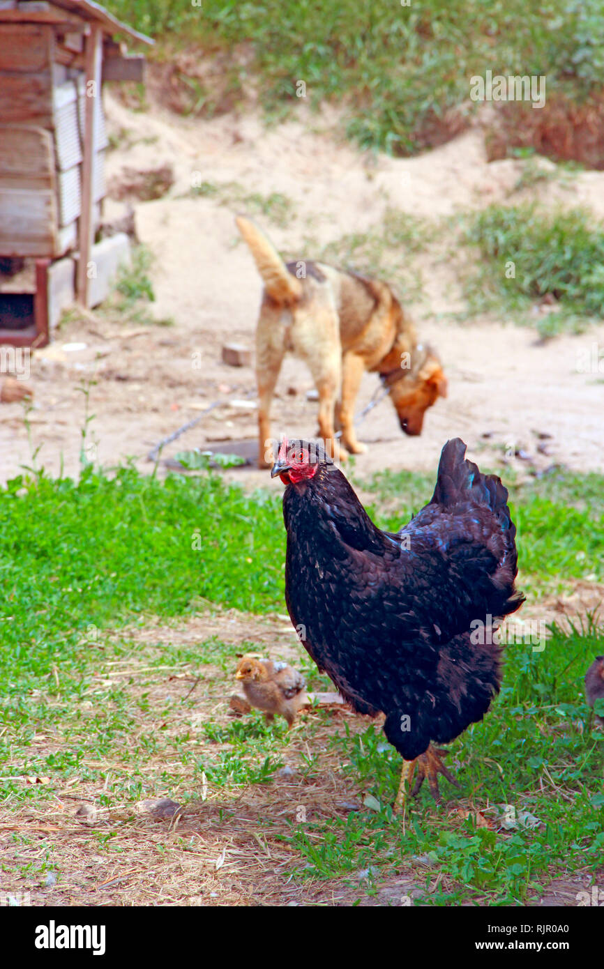 Hen with chickens in yard. Small chickens eating in poultry near hen ...