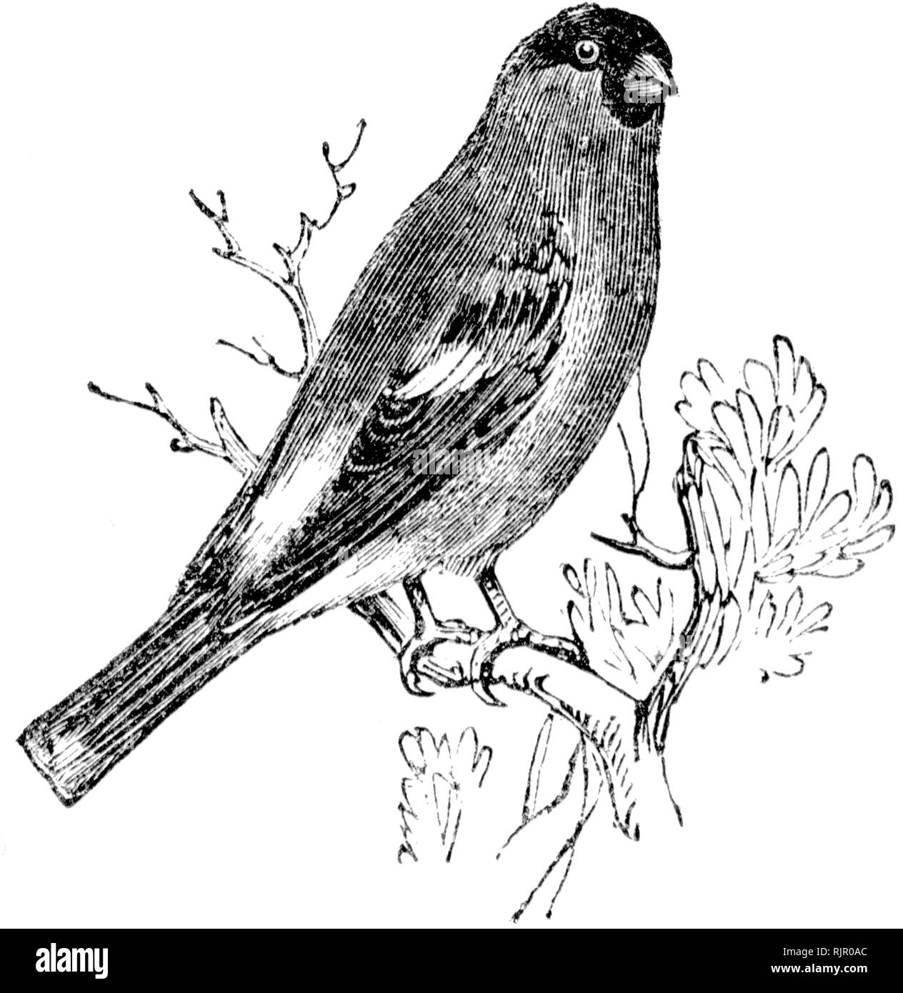 Common: Wood cut engraved illustration, taken from 'The Treasury of ...