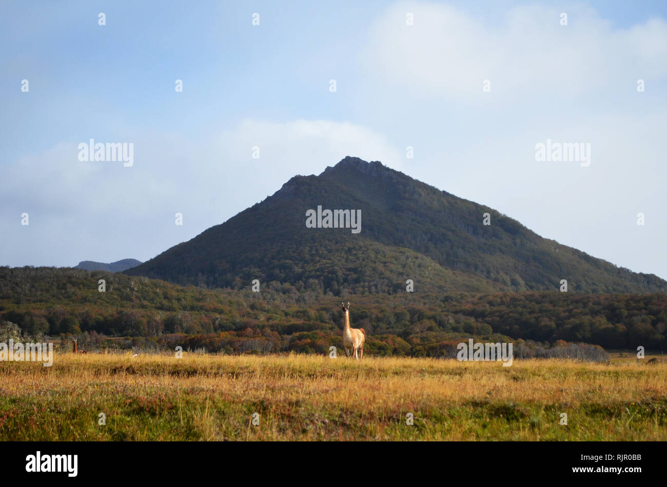 Guanaco in the midst of the Pampas of Karukinka natural reserve, Tierra ...