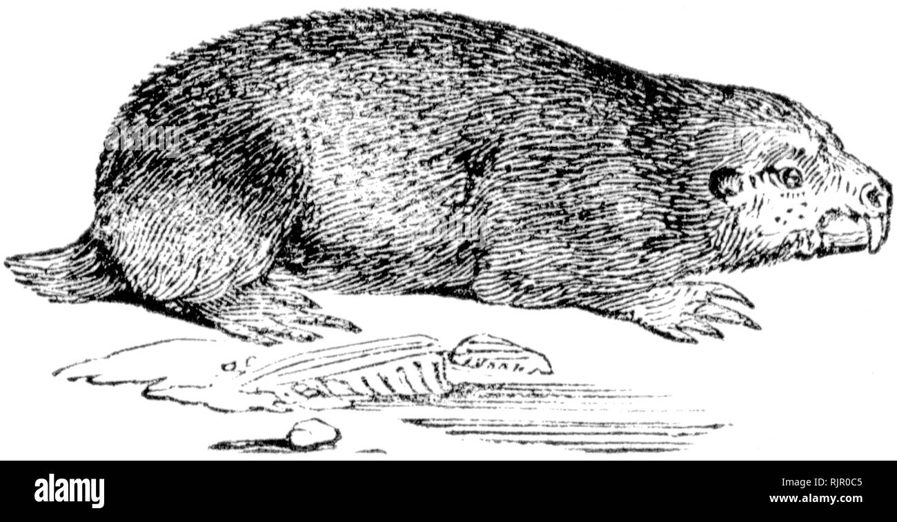 Common: Wood cut engraved illustration, taken from 'The Treasury of ...