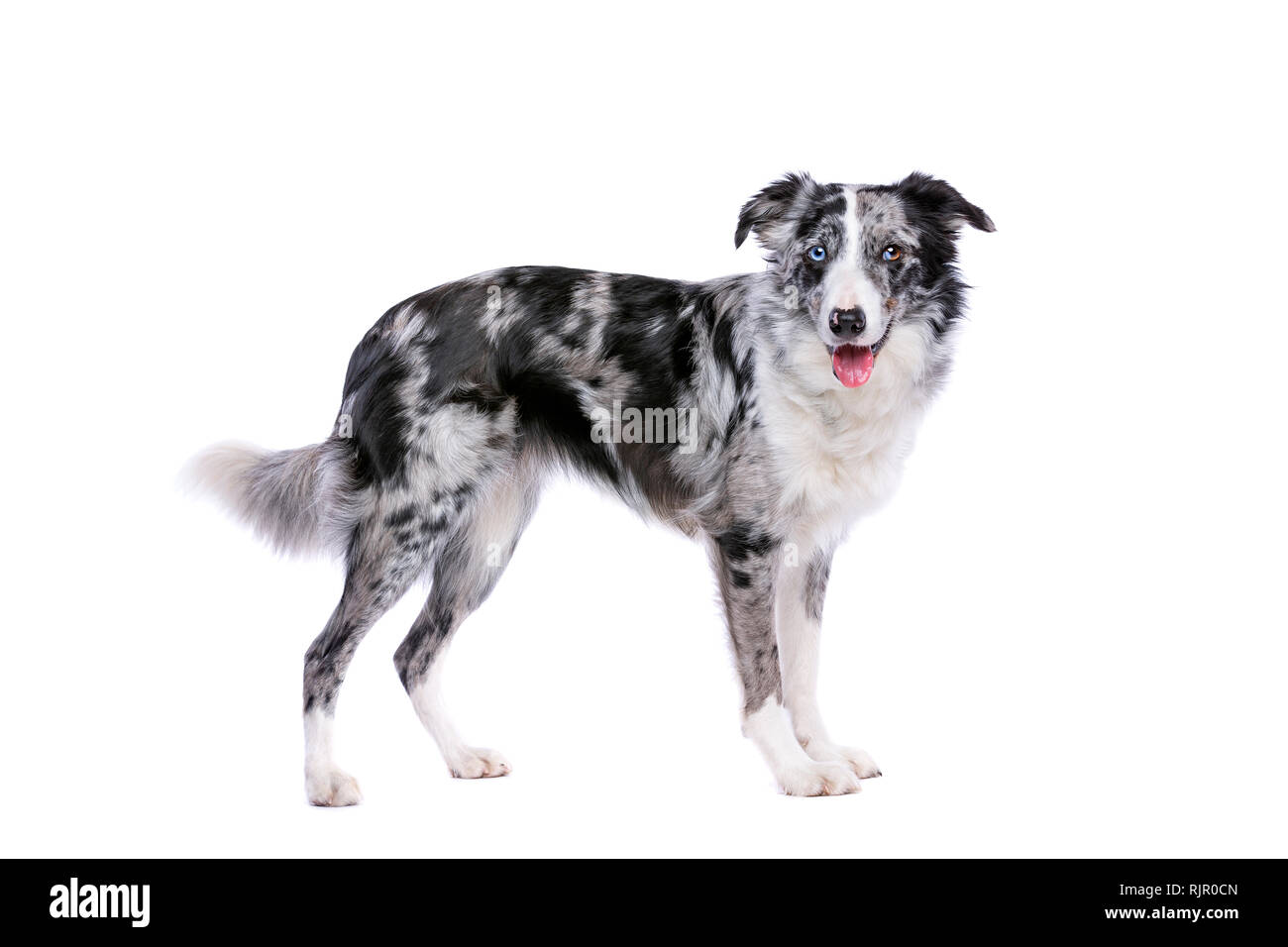 Border collie dog standing in front of a white background Stock Photo ...