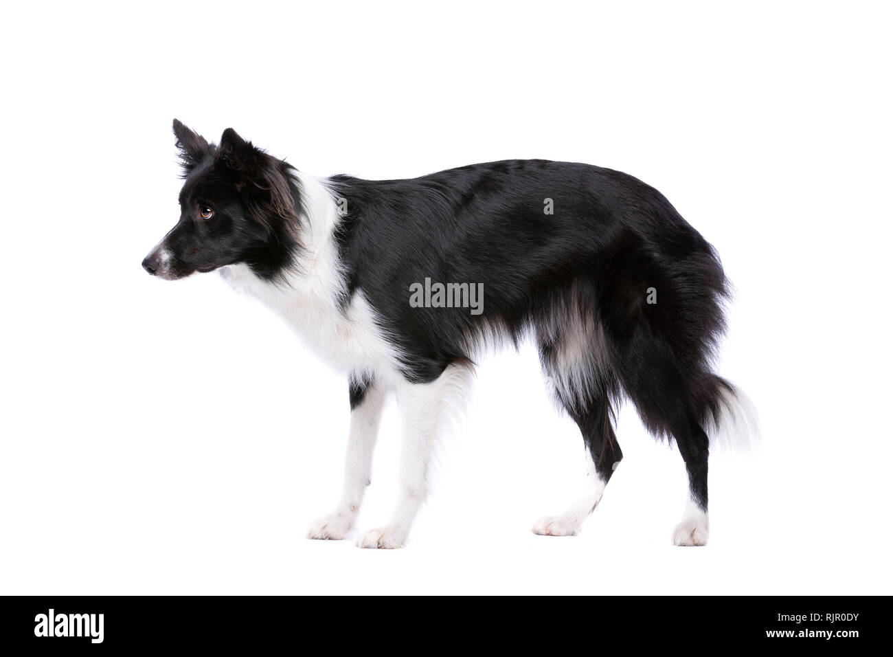 Border collie dog standing in front of a white background Stock Photo ...