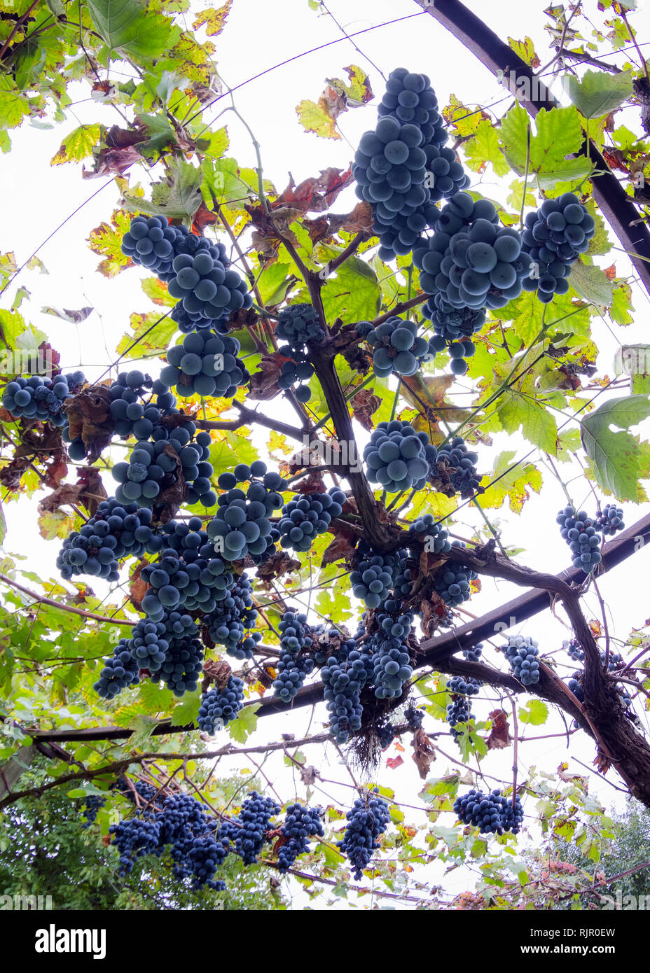 Bunches of big and juicy ripe red wine grapes on the vine Stock Photo ...
