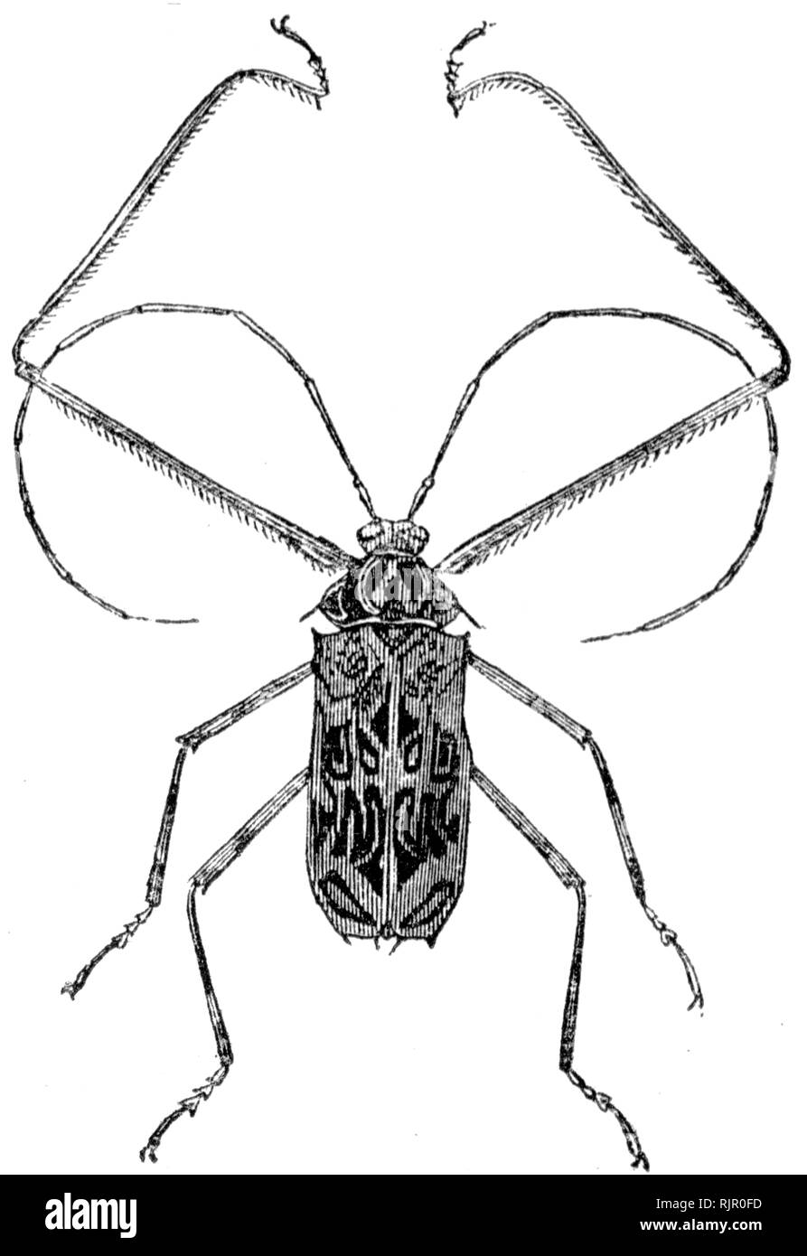 Common beetle Black and White Stock Photos & Images - Alamy