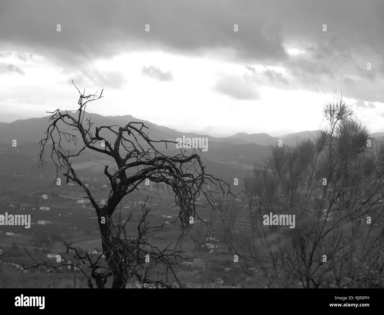 One dead almond tree in rural countryside near Alora, Andalusia Stock ...