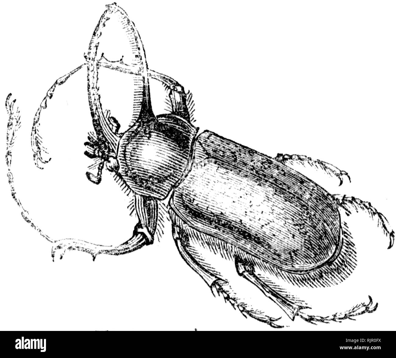 Hewitsons beetle hi-res stock photography and images - Alamy
