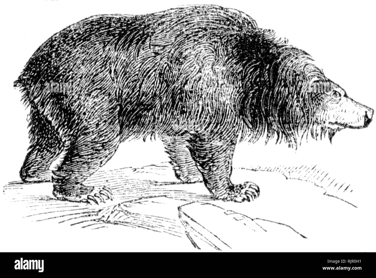 Prochilus ursinus hi-res stock photography and images - Alamy