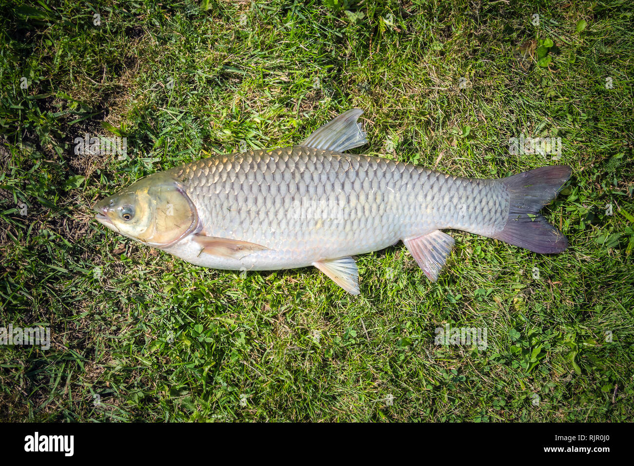 Big ypophthalmichthys fish on green grass background. This type of fish ...