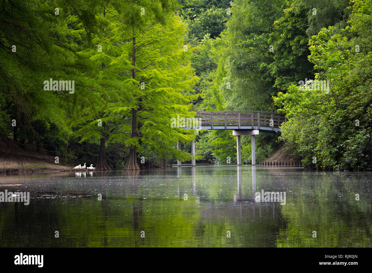 Green water surrounded trees hi-res stock photography and images - Alamy